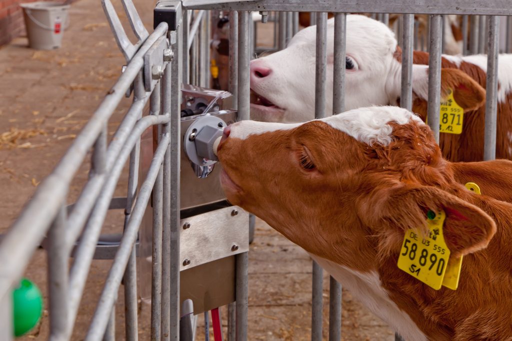 TIPS PARA UNA CRIANZA EXITOSA DE TERNEROS - AGRILAC COLOMBIA