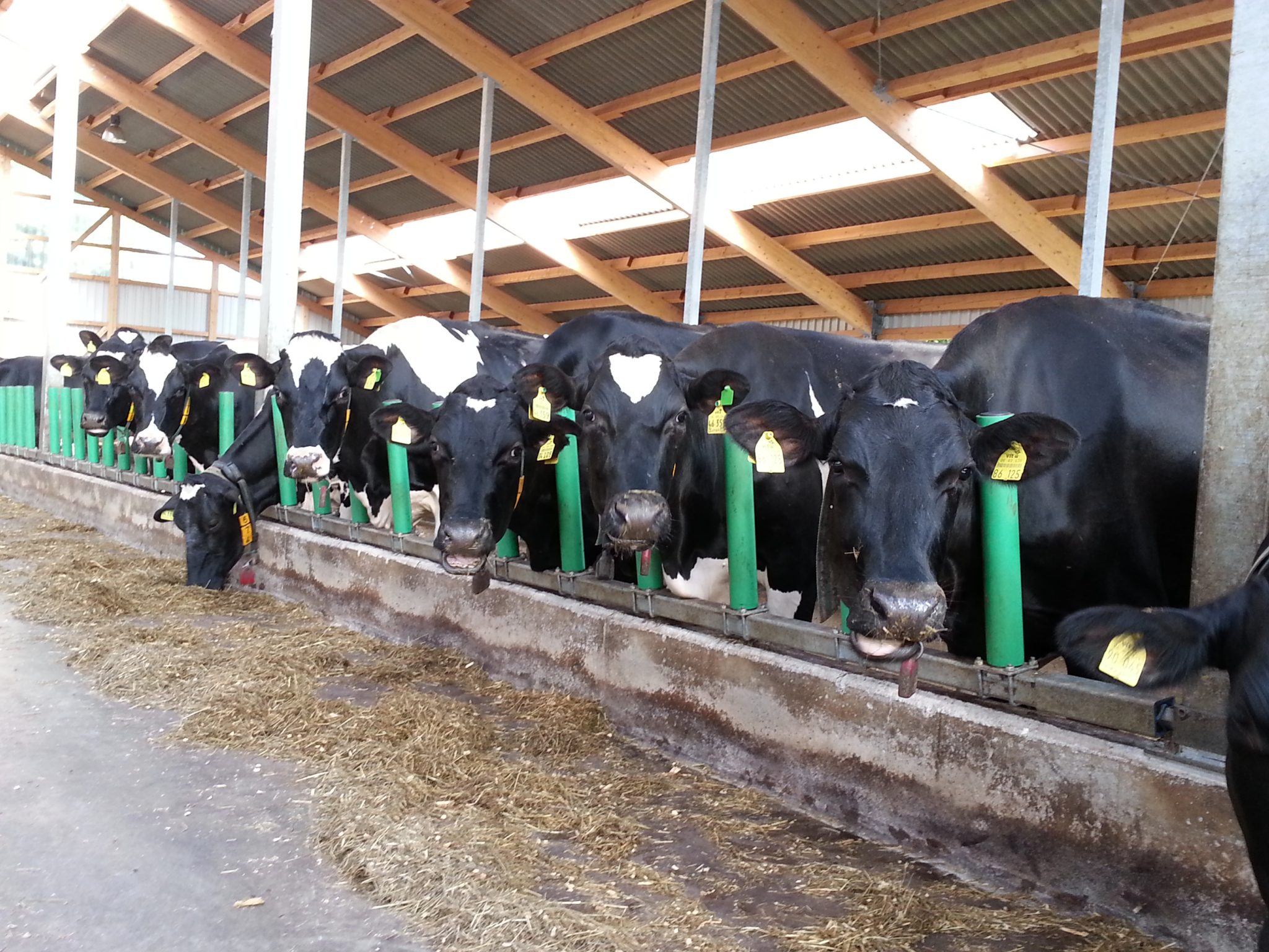 ESTABULACIÓN - Agroindustrias Lácteas S.A.S.