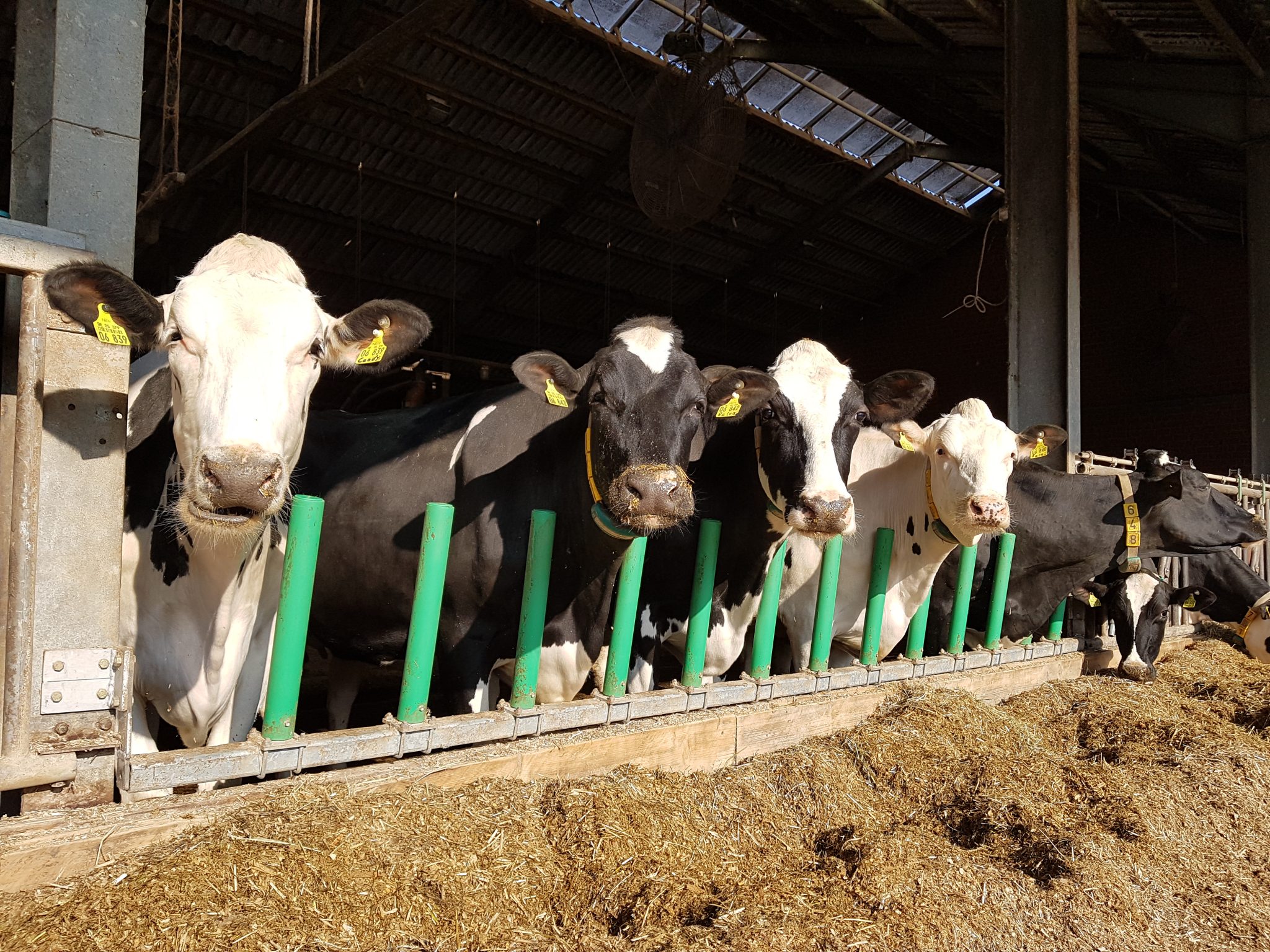 ESTABULACIÓN - Agroindustrias Lácteas S.A.S.
